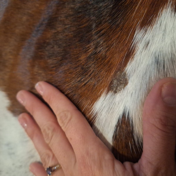 Hides Bazaar Dark Brown Brindle Cowhide Rug - Genuine Cow Hide Area Rug ...