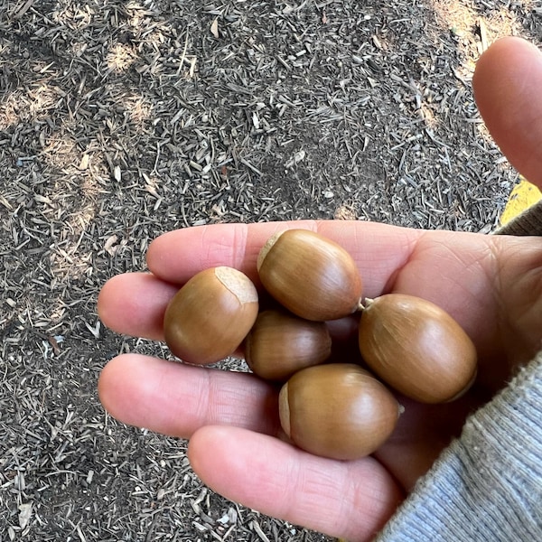 Golden Acorns 10x Real Acorns and Caps Dressed up Pretty With Metallic ...