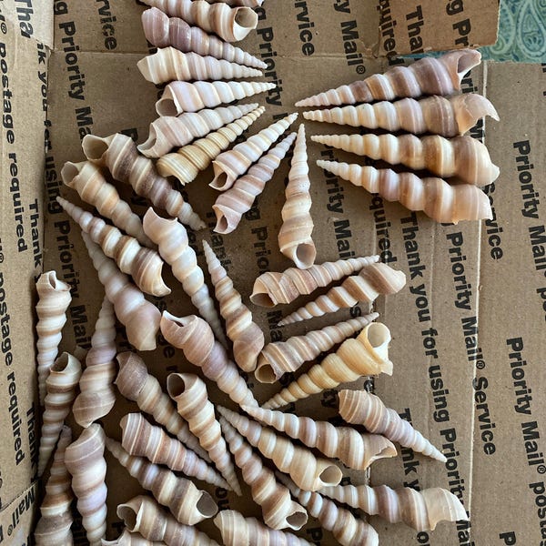 Jumbo Real Philippine Mud Jungle Starfish Sea Star (1) 10"-11 ...