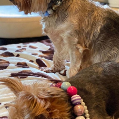 Customized peppermint Patty Pet Necklace - Etsy