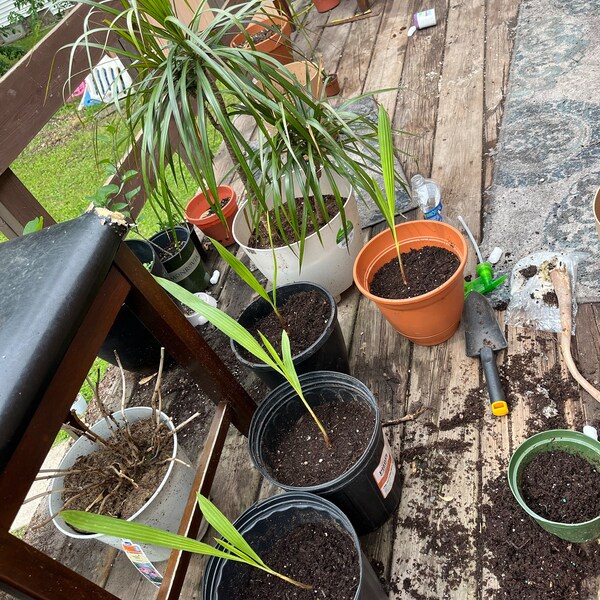 10 Pindo Palm Seedling Starts Butia Capitata - Etsy