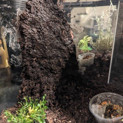 Terrarium Modeling Soil Mix, Glass-adhesive, Nutrient-rich Terrarium ...