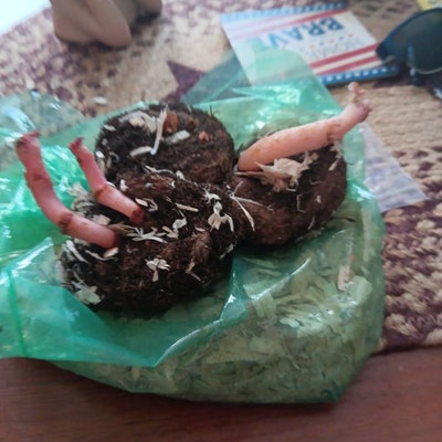 Clearance 20 Ixia Blue Bird Flower Bulbs From Easy to Grow - Etsy