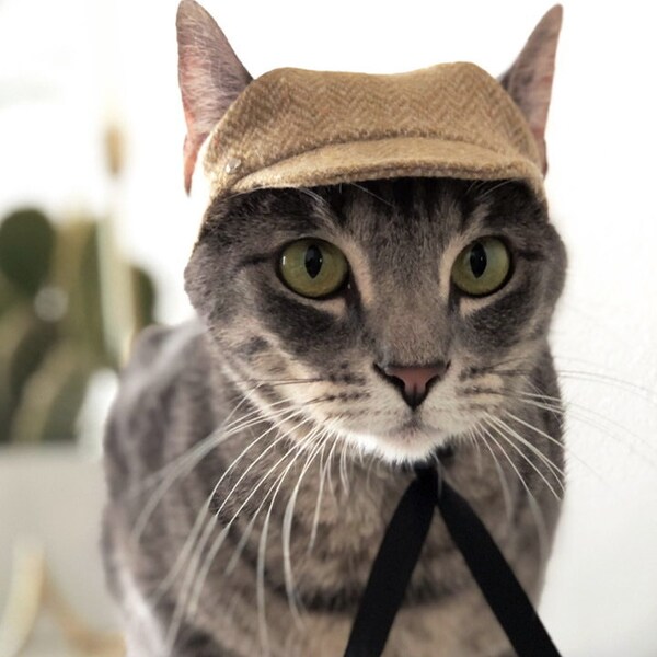 Ready to Ship. Classic Cat Hat. Cap for Cats and Kittens. Yellow ...