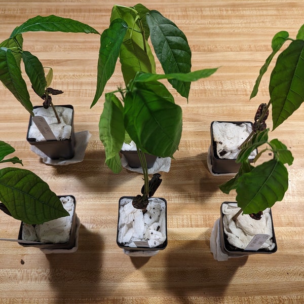 Theobroma Cacao Cocoa Chocolate Fruit Tree Potted Plant Trinitario ...