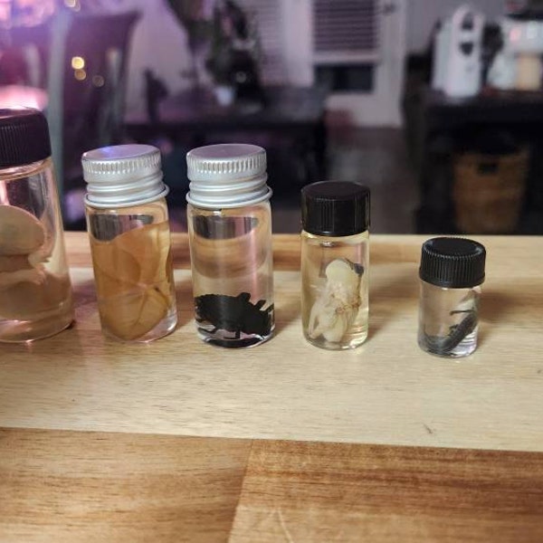 Mini Wet Specimen Mystery Box | Fluid Preserved Taxidermy Oddities ...