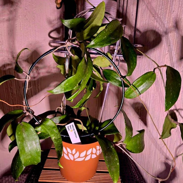 Hoya Bilobata - Etsy