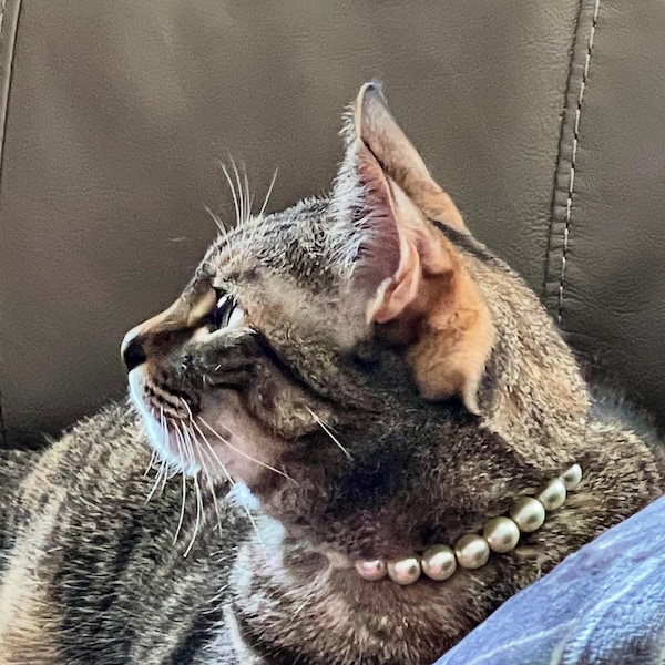 Pearl Cat Collar With Magnetic Safety Clasp - Etsy Canada