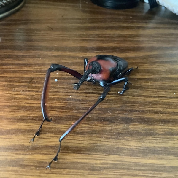 Sand Spotted Tan Weevil Beetle Rhinoscapha Sp3 Real Insect Bug ...