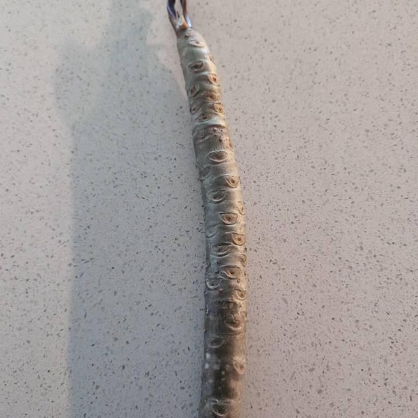 Organic Dwarf PIGEON PEAS Gunga Pea Seeds - Cajanus Cajan Gandul Lazaro ...