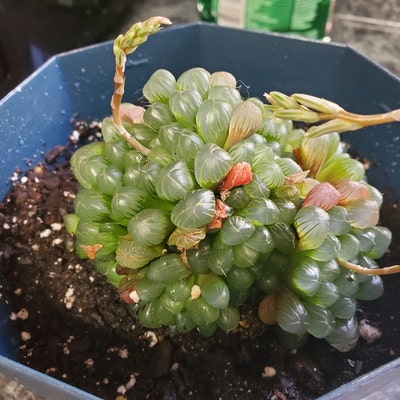 Haworthia Obtusa Rare Succulent Alien Eggs Clear Succulent - Etsy