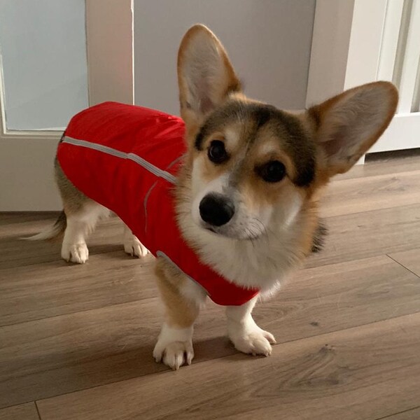Pet Clothing - Dog Jacket - Light Rain Jacket - Rain Jacket for Dog ...