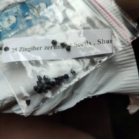 25 Dalbergia Melanoxylon Seeds, African Blackwood Seeds , Grenadilla ...
