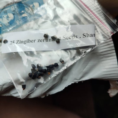 500 Callistemon Citrinus Seeds , Crimson Bottle Brush Seeds, Red ...