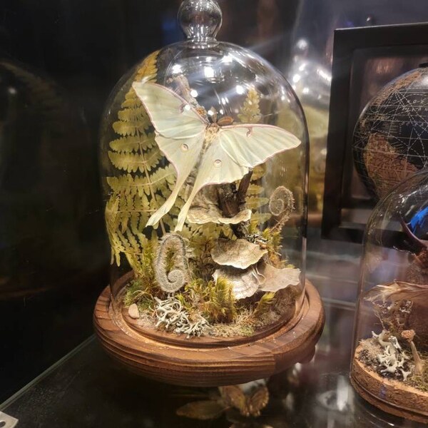 Giant Cicada & Empress Cicada Shadow Box Framed Quesada Gigas ...