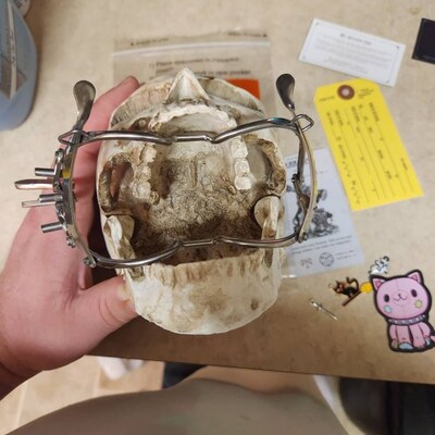 Infant & Child Embalming Trocar / Drain Tube - Etsy