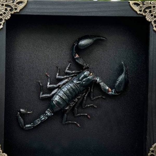 Real Framed Scorpion Shadow Box Insect Frame Taxidermy Taxadermy Black ...