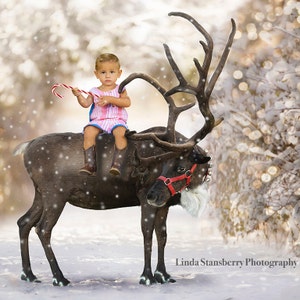 Reindeer in A Bokeh Winter Arch Digital Background Christmas - Etsy