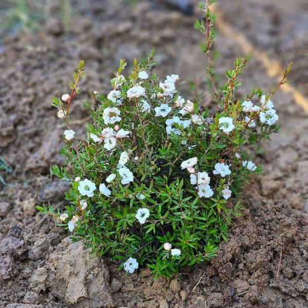 Leptospermum Scoparium Tea Tree - Now Currently Blooming! 3 Colors to ...