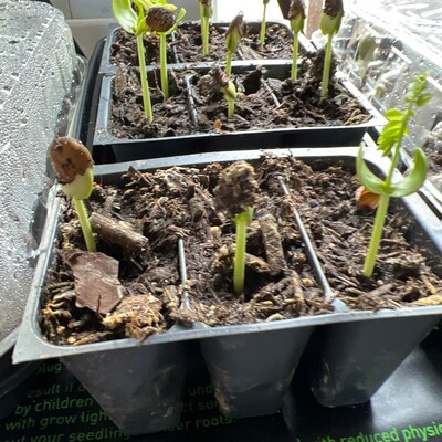 Yellow Elder Seeds Tecoma Stans 30 - Etsy