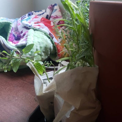 Organic Pineapple Mint Live Starter Plant FREE SHIPPING - Etsy