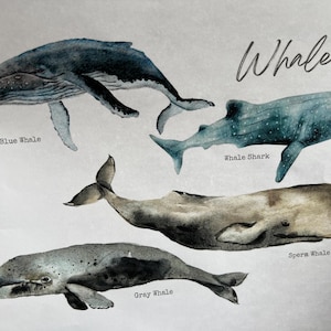 Reggio Inspired MEGA BUNDLE Nature Classroom / Homeschool Starter Pack ...