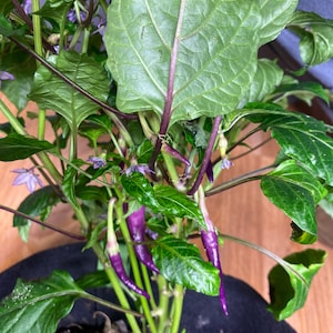 Lesya Sweet Pepper Seeds - Etsy