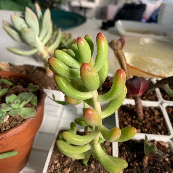 Rare Colorful Echeveria Raindrops Succulent - Etsy