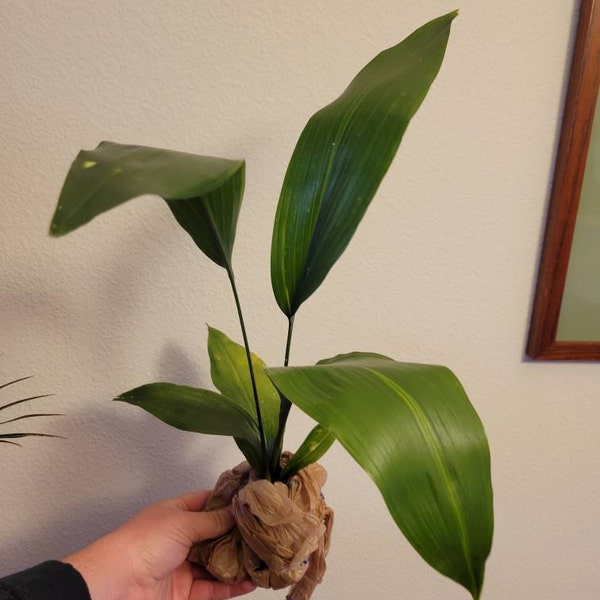 A Crinum Lily Pup Bulb - Etsy