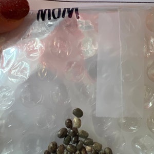 100 White Dove Orchid Flower Seed and 20 Laughing Bumblebee Seed High ...