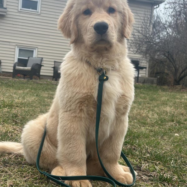 Standard 5 Foot Dog Leash: 1/2" Waterproof Biothane With Custom Colors ...
