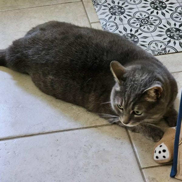 Catnip Cannoli Cat Toy - Etsy