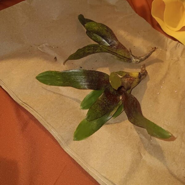 Primulina Dryas Pretty Turtle 4 Inch Pot - Etsy