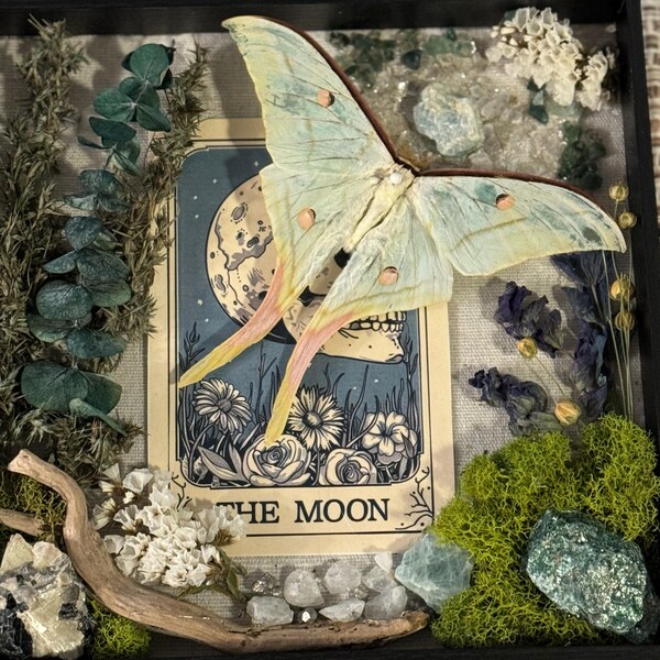 Real Dried Cicada-wings Open- Brood XIII(13) 17 Year Magicicada Genus ...