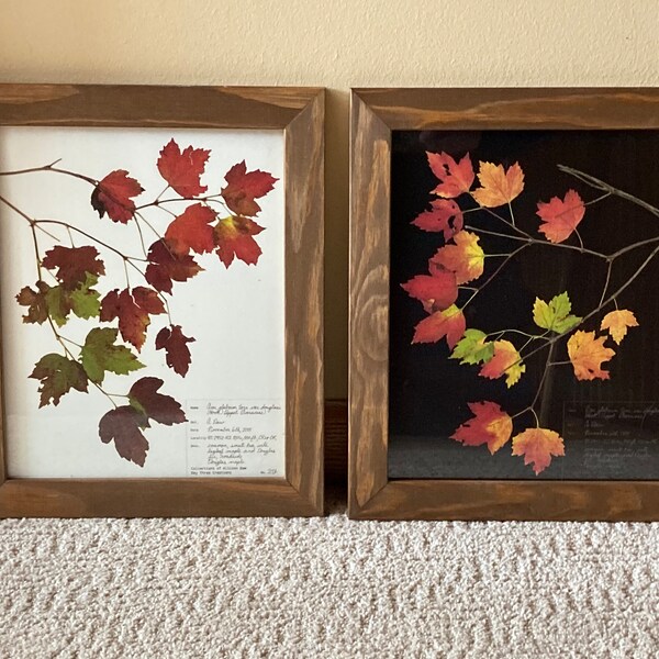 Douglas Maple Print; Pressed Leaves Art Print Colorful Autumn Leaves ...