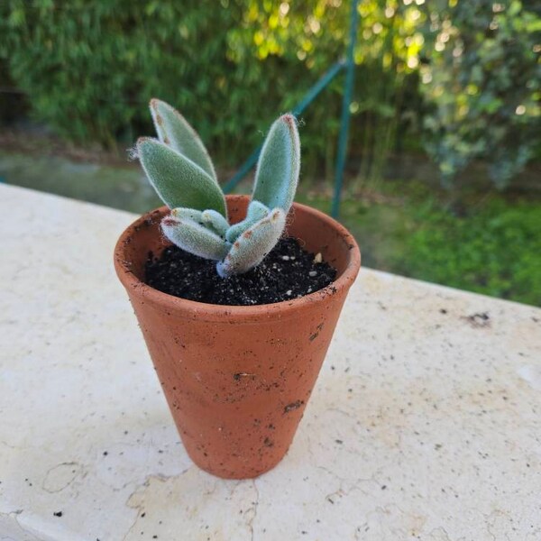 Sansevieria Punk | Sansevieria Fernwood Punk | Rare Snake Plant | Very ...