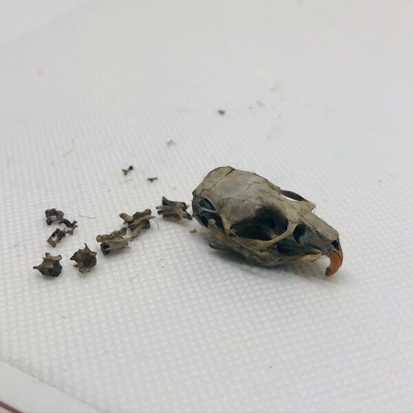 Roadkill Leather Squirrel Pouch, Veg Tanned, Natural Bark Tanned ...