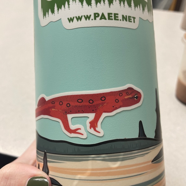 Young Eastern Newt (notophthalmus Viridescens) Vinyl Decal - Etsy