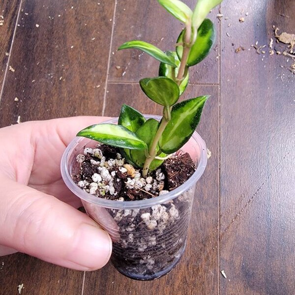 Epipremnum Cebu Blue Ghost Variegated Fresh Cut - Etsy Canada