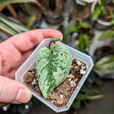 Cebu Blue Ghost Variegated Epipremnum Pinnatum Rooted Starter Plant - Etsy
