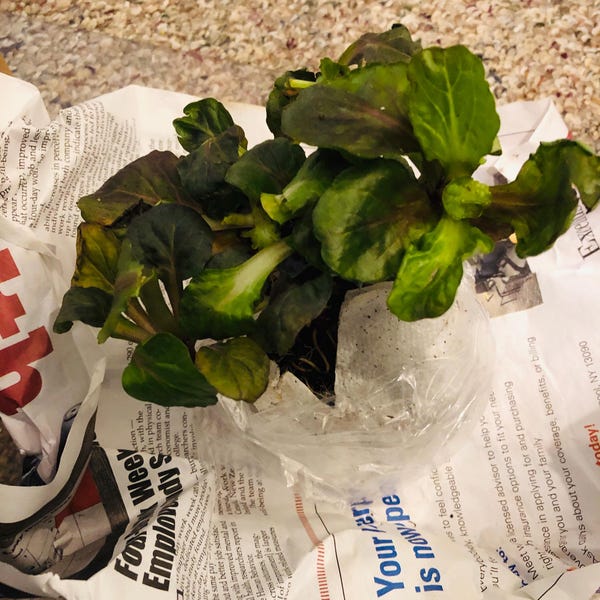 3 Live Coreopsis Solar Mellow Perennials. Loves Sun. Super Easy to Grow ...