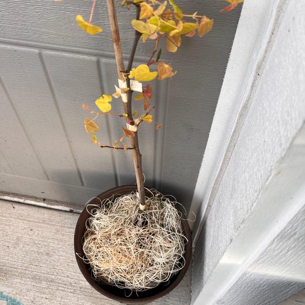 Salvia Nemorosa 'bumbleberry - 3 Well Rooted Starter Plants in 1 Qt ...
