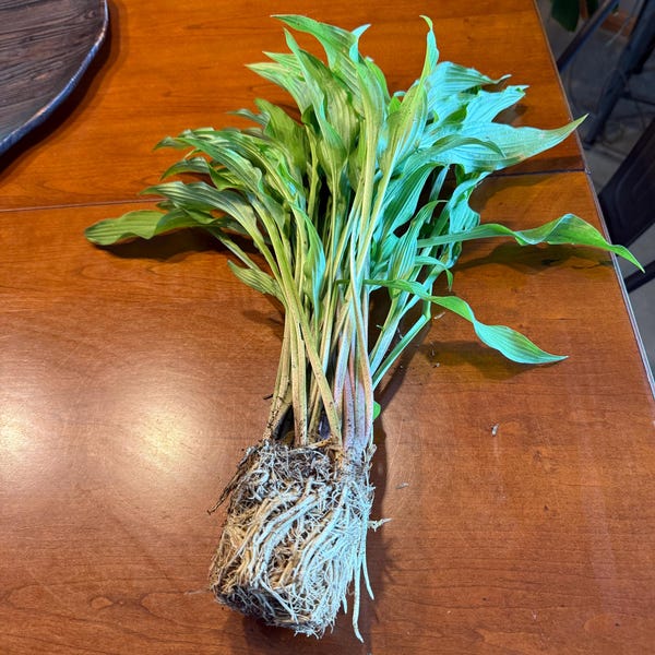 Cercis Canadensis 'forest Pansy' - Redbud - Live Plant - 20” Tall - 1 ...