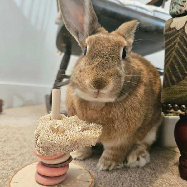 Ring Toss Rabbit Foraging Toy, Small Pet Gift for Bunnies, Guinea Pigs ...