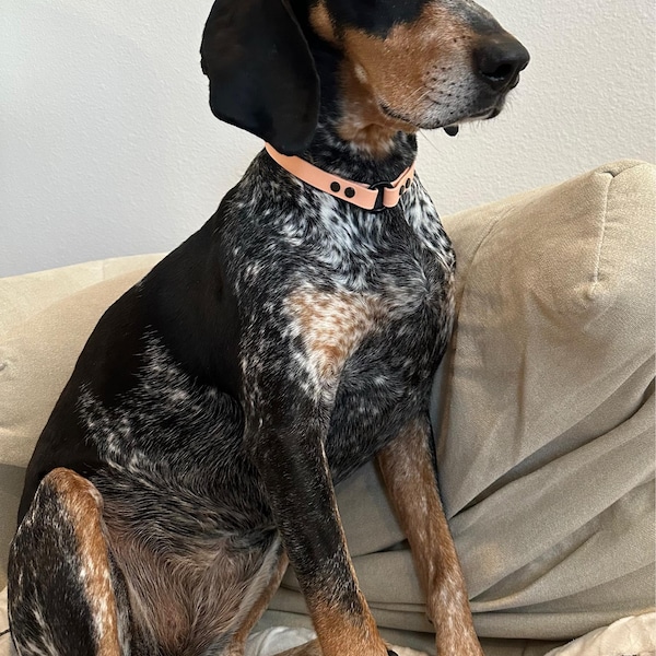 House Collar | Dog Tag Collar | O Ring Collar | Slips on | Made With ...