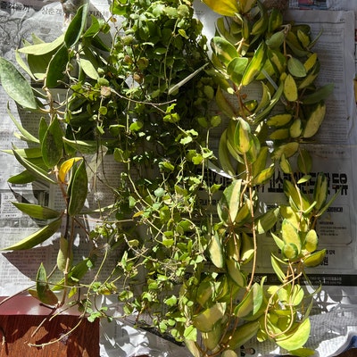 Hoya Multiflora Albomarginata hoya-variegated Phyto-cer:/// - Etsy