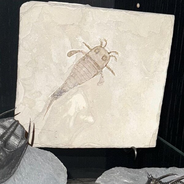 Skull LUCY AUSTRALOPITHECUS Afarensis Replica Complete Skull With ...