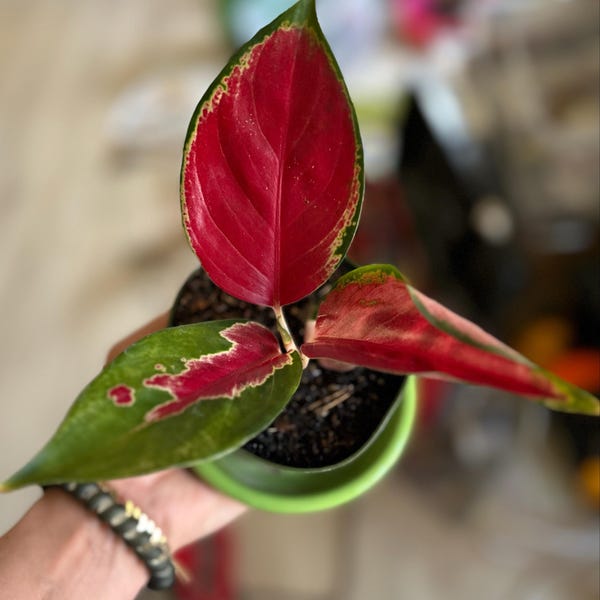 Aglaonema Tricolor Plants, Pink Chinese Evergreen Plant in a 4' Pot | 2 ...