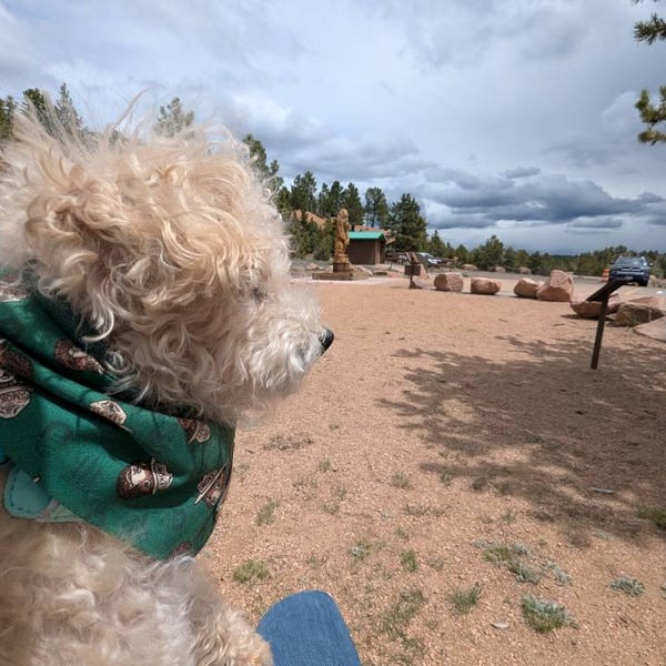 Ruff Hippie Dog Bandana Tie and Snap, Green Mushrooms - Etsy