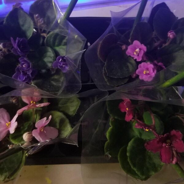 2" Mini African Violets Set (2 Assorted Plants) - Etsy